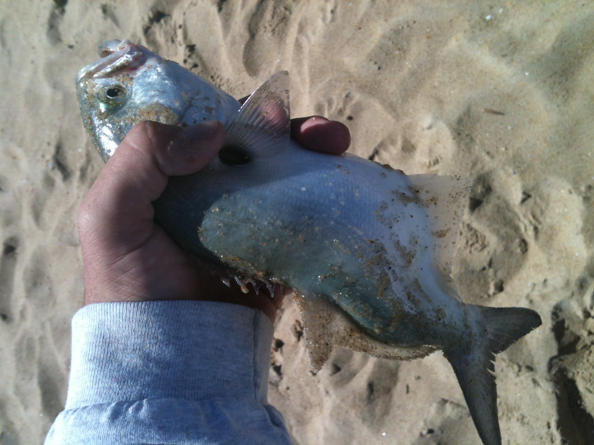 Spotted hake (Ling) are in the surf with pompano and redfish ... go ...