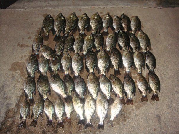 poached striped bass - delaware-surf-fishing.com