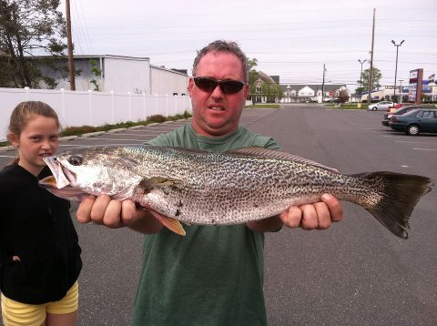 Delaware Weakfish