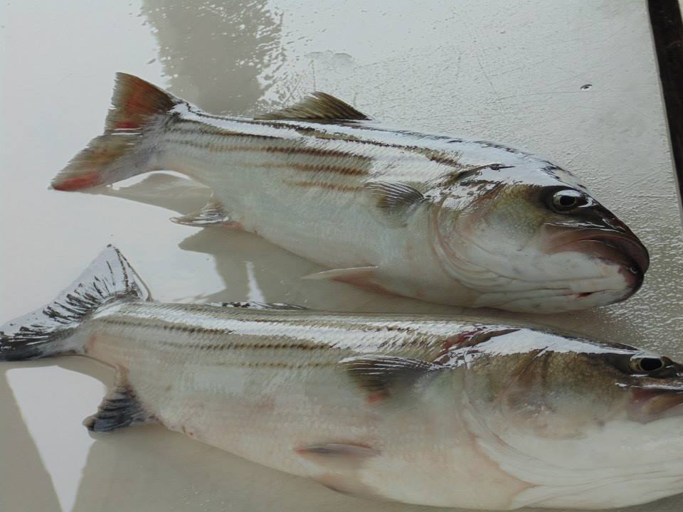 Delaware Surf Fishing weekend report - delaware-surf-fishing.com