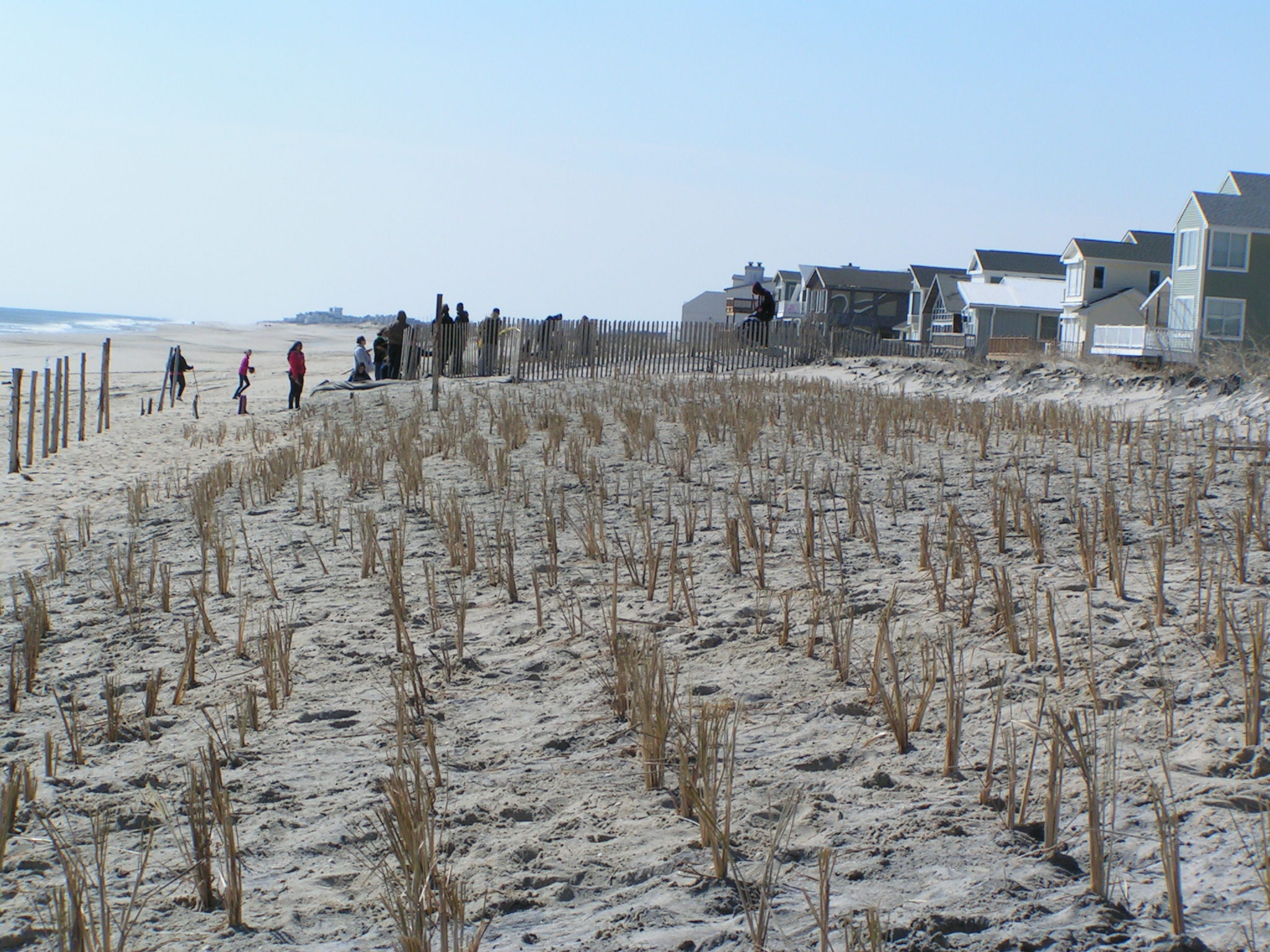 DNREC ... volunteers needed for beach grass planting - delaware-surf ...