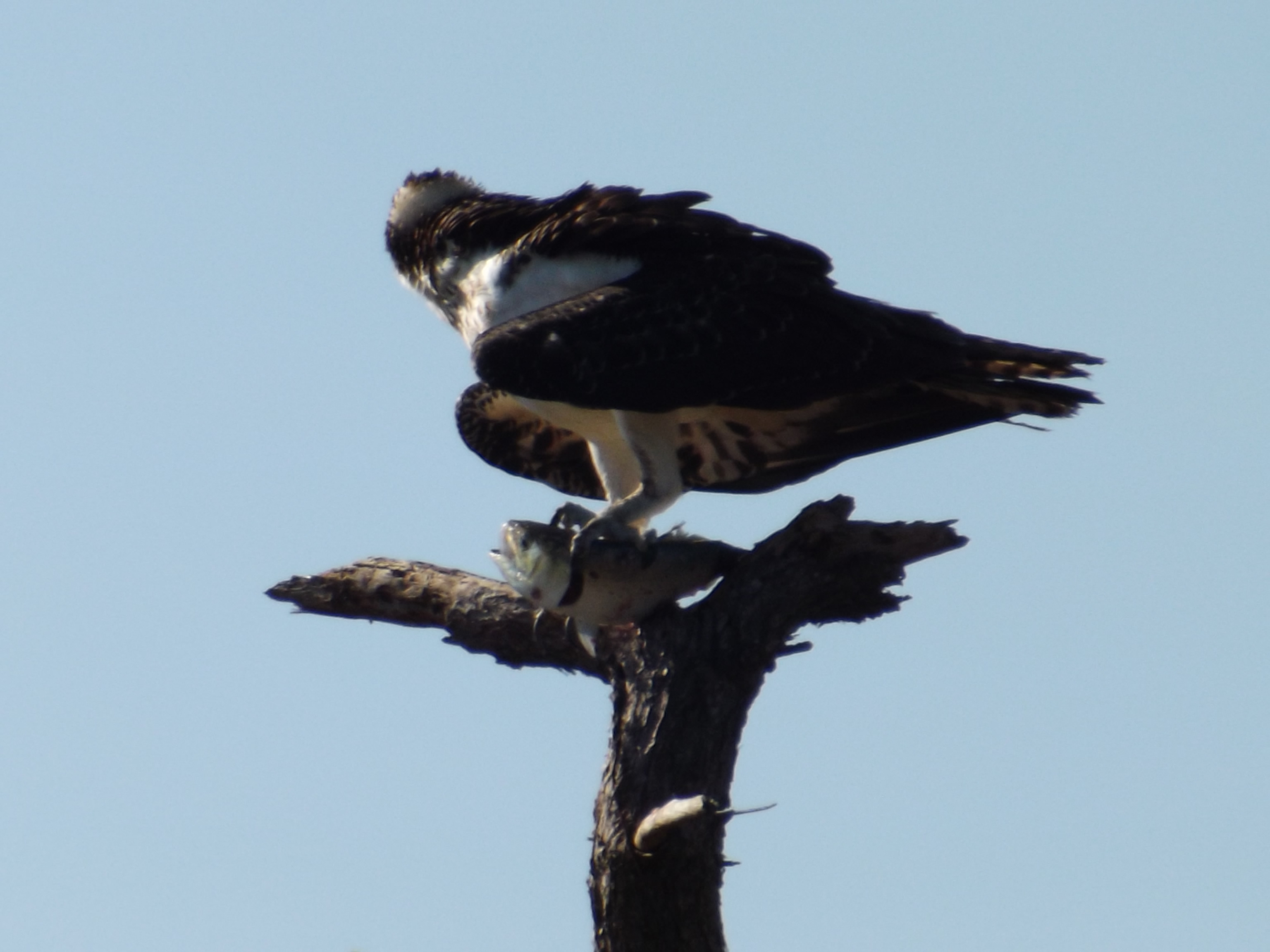 Volunteers begin 2014 Hawk Watch at Ashland Nature Center, Cape ...