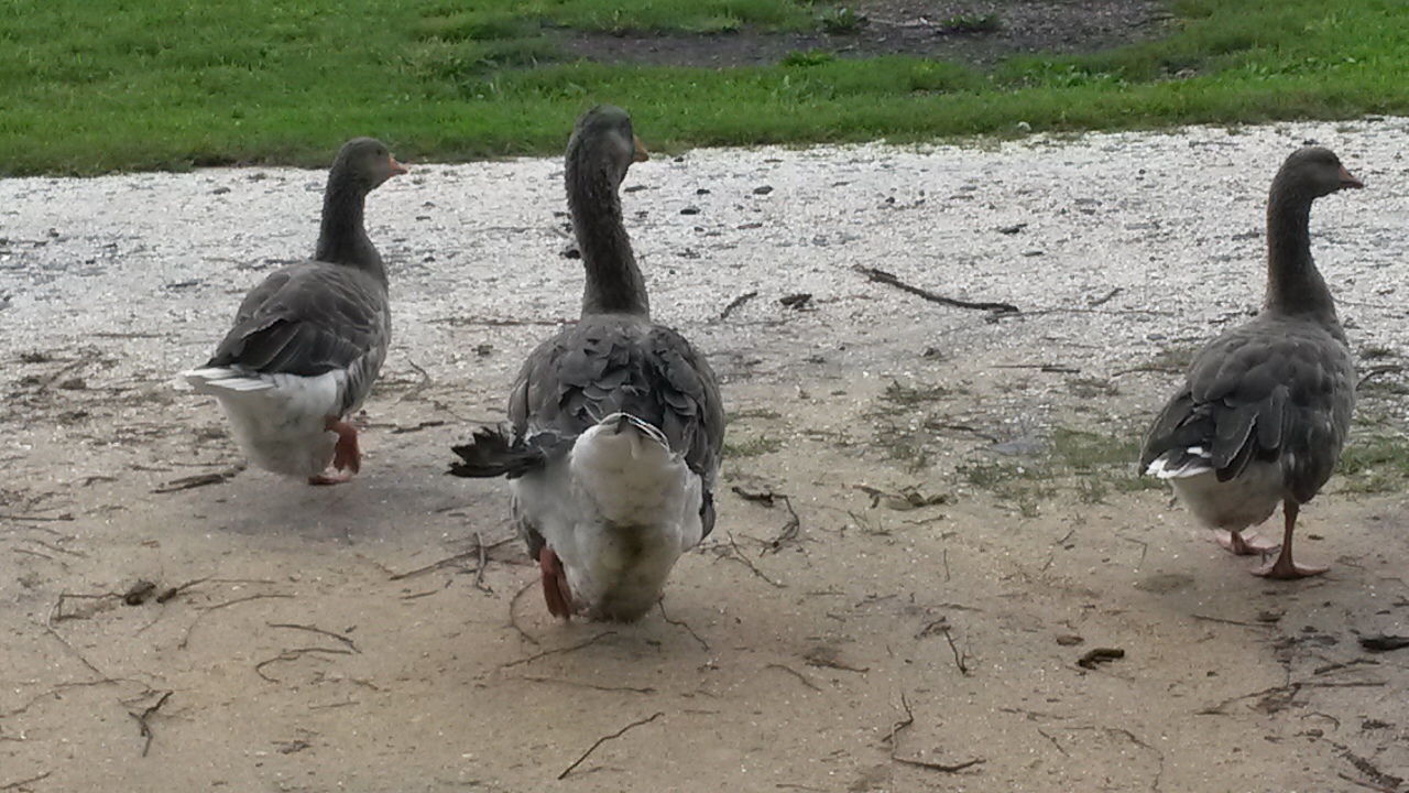 Canadian Geese - delaware-surf-fishing.com