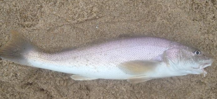 Southern Kingfish (Menticirrhus americanus) - delaware-surf-fishing.com