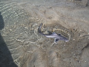 smooth-dogfish - delaware-surf-fishing.com