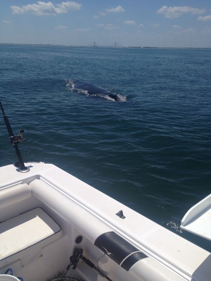 A Whale of a Time Fishing - delaware-surf-fishing.com
