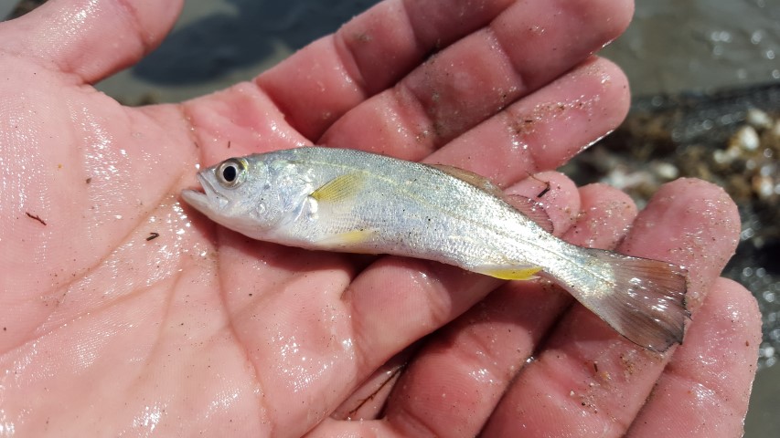 Juvenile weakfish caught in the seine net today at Broadkill Beach ...
