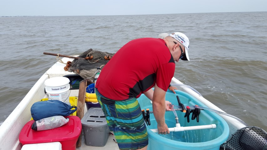 Weakfish Tagging Project