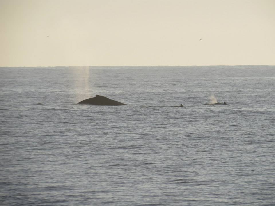 Whale Spotted Off Bethany Beach