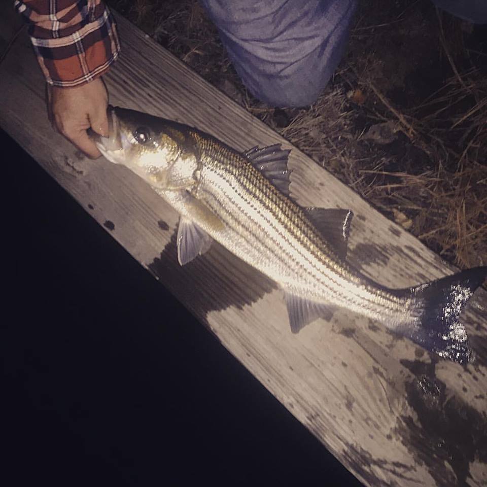 Canal striped bass caught by Tom Deptula - delaware-surf-fishing.com Canal striped bass caught by Tom Deptula - delaware-surf-fishing.com