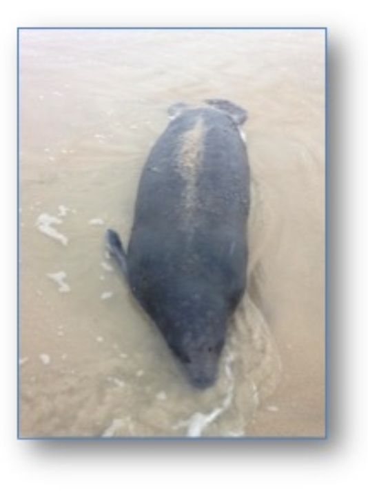 Manatee washed up on Assateague Island ... photo from Maryland ...