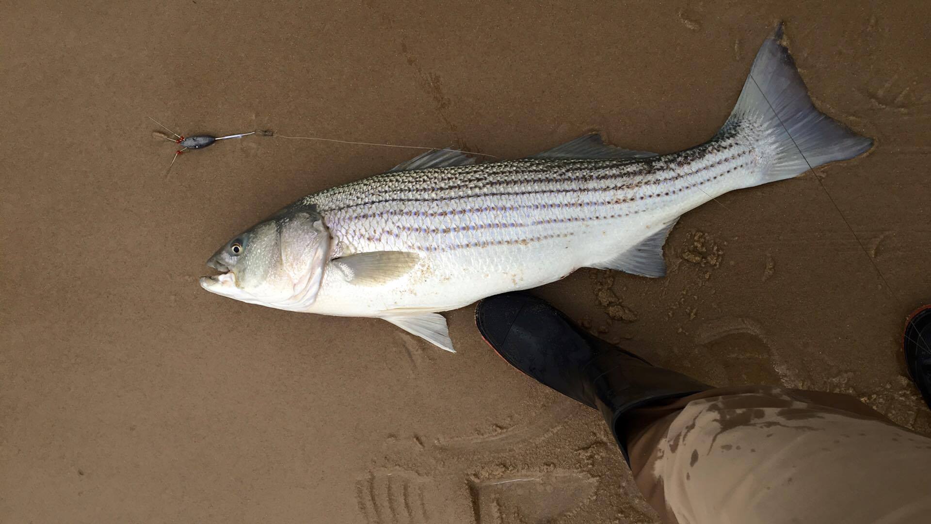 Striped bass Matt Adams caught int he surf today - delaware-surf ...