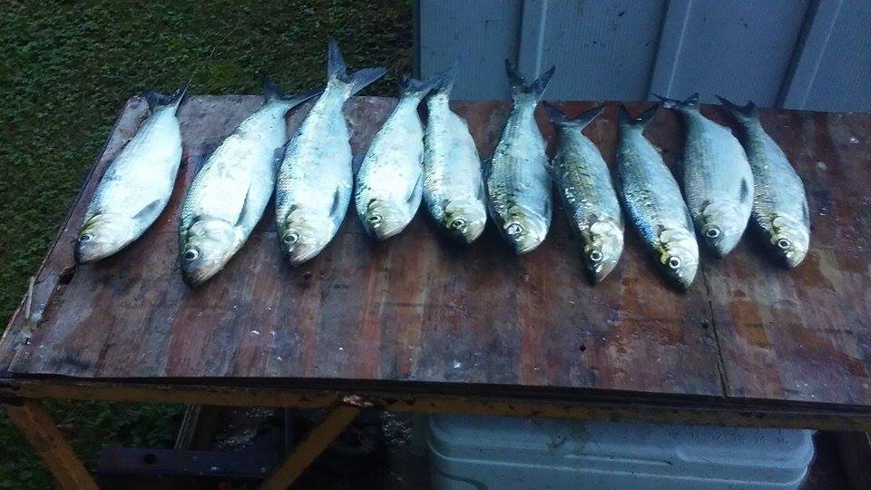 Shad caught at Indian River Inlet by Jim Davis - delaware-surf-fishing.com