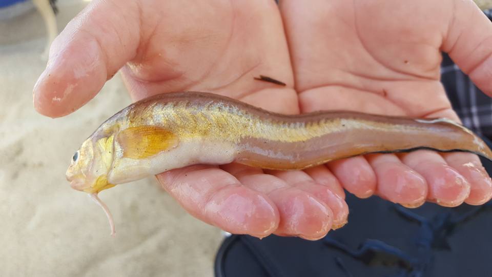 Slammer Blues Are Still Around - delaware-surf-fishing.com