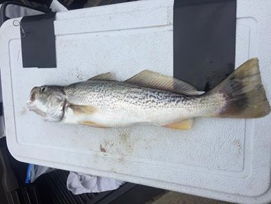 Kevin Trimble ... 17" Weakfish caught today (Friday) at Conquest Rd ...
