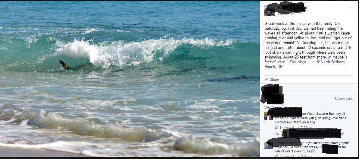 shark bethany 1 - delaware-surf-fishing.com
