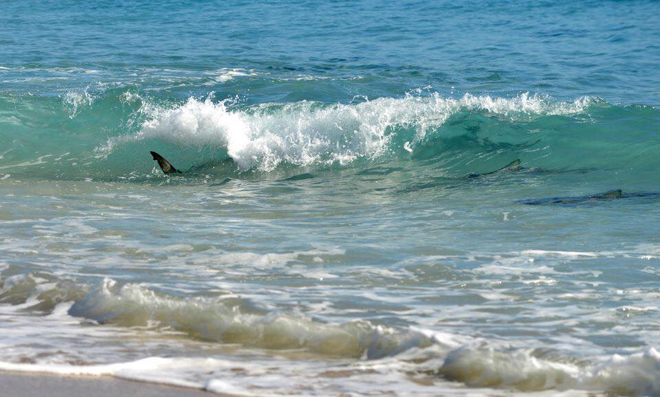 Original picture of sharks in surf n Florida - delaware-surf-fishing.com