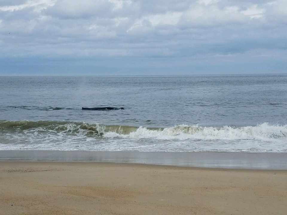 Whale spotted in front of the beach at Cape Henlopen - delaware-surf ...