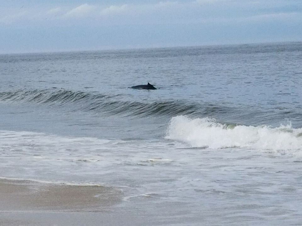 Whale spotted in front of the beach at Cape Henlopen - delaware-surf ...