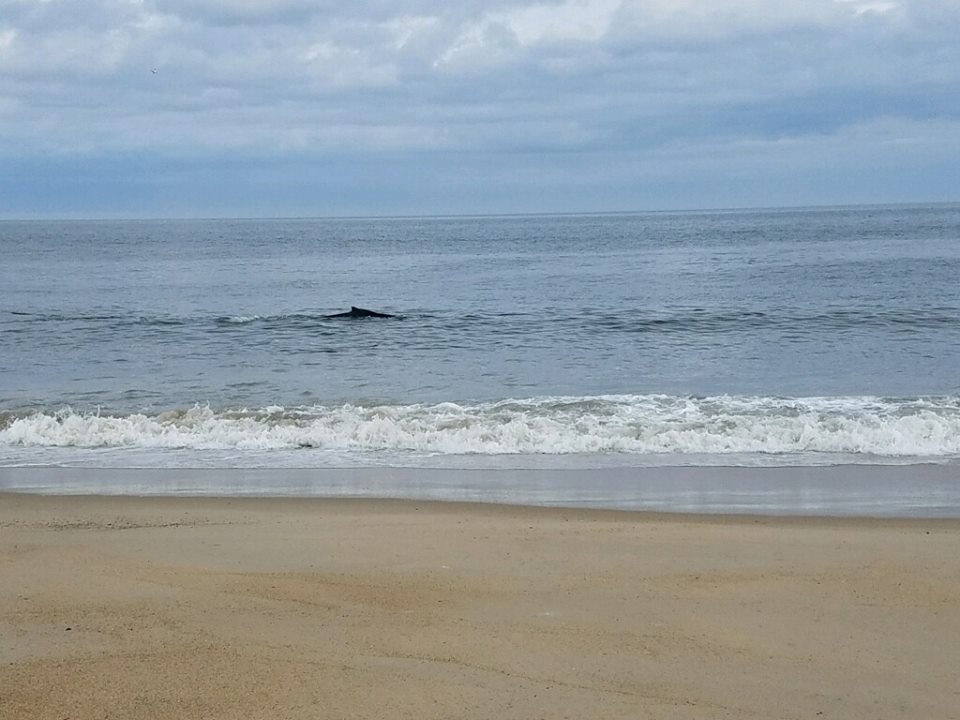 Whale spotted in front of the beach at Cape Henlopen - delaware-surf ...