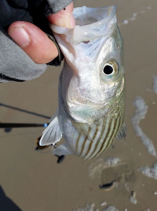 Short striped bass (rat) action in the surf today - delaware-surf ...