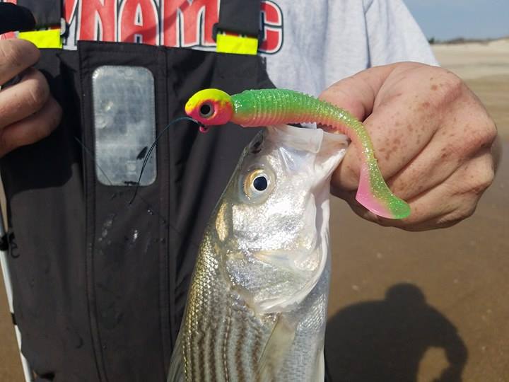 Ethan Henry's surf rat caught on a Lead Pot paddle jig. - delaware-surf ...