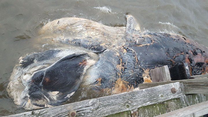 Whale washed up against the pier at Port Mahon - delaware-surf-fishing.com