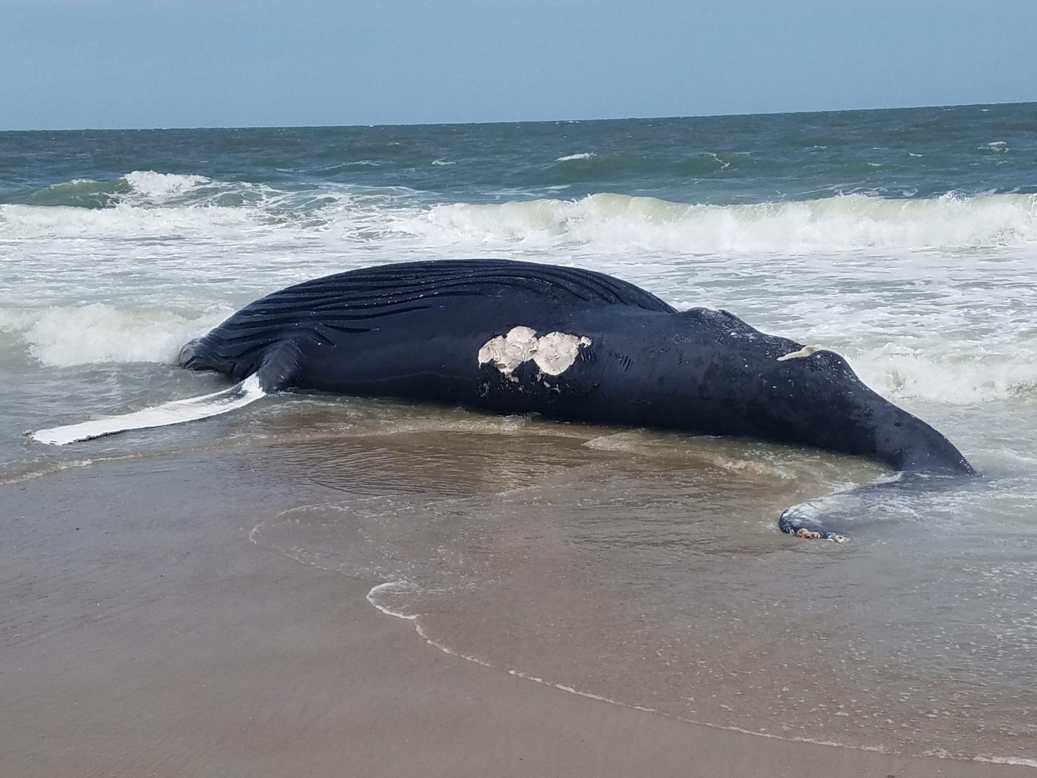 Humpback whale washed up on Henlopen Acres beach Thursday. - delaware ...