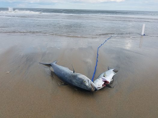 Bluefish we caught this evening at Cape Henlopen State Park in the ...