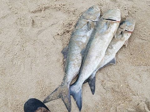 Caught today in Delaware Seashore State Park, they were in thick today ...