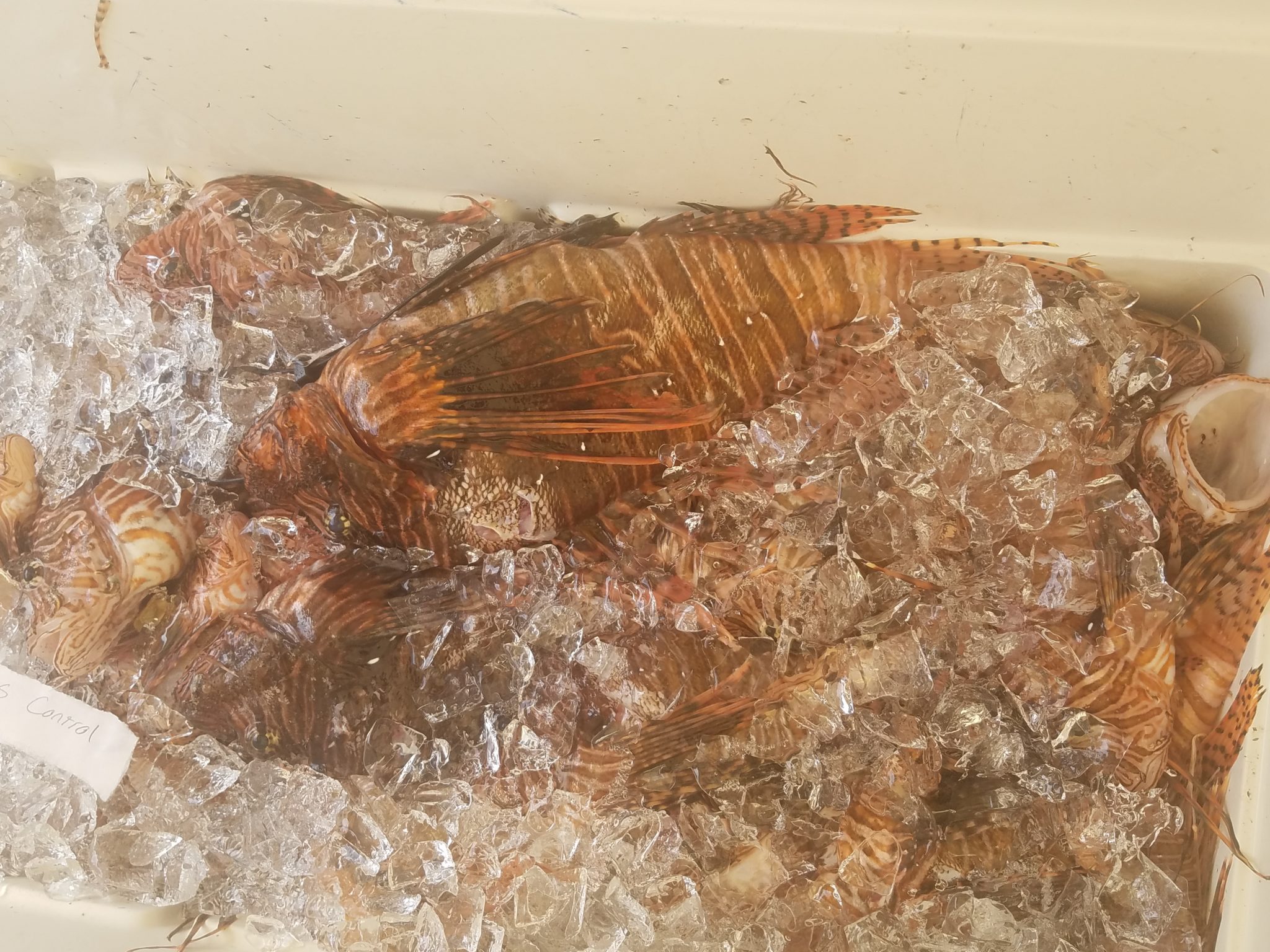 Lionfish ready for the market and weighed in for the championship ...