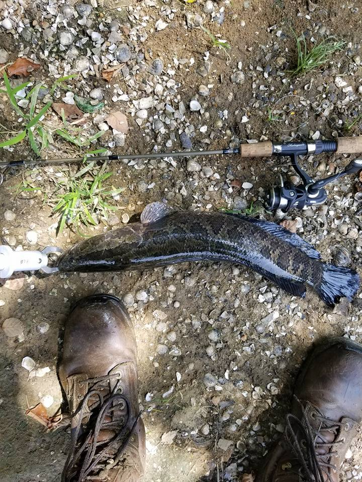Northern Snakehead - delaware-surf-fishing.com