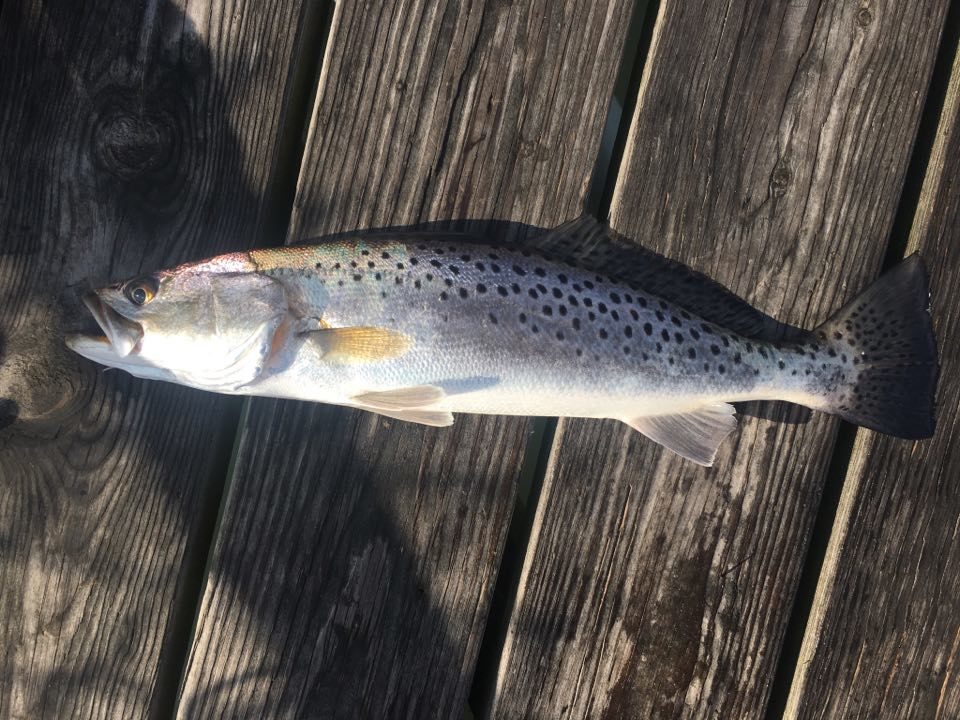 Speckled trout at the Cape Henlopen pier Friday morning caught by Phil ...