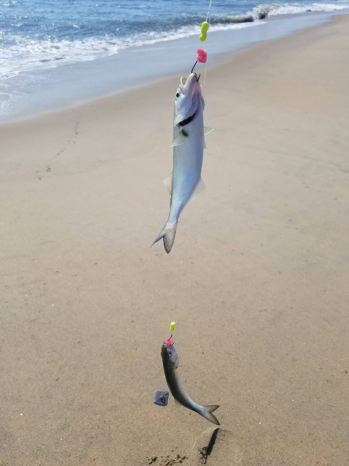 the little Bluefish in the surf the other day, small but a double hook ...
