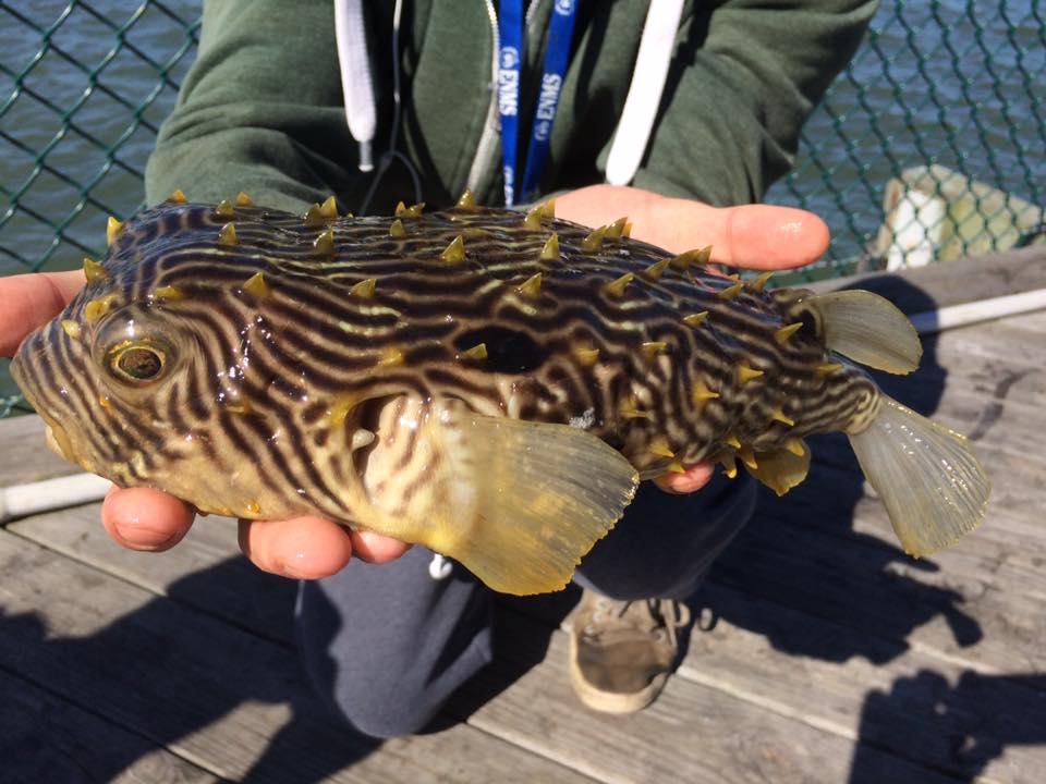 Burrfish caught at the Cape Henlopen pier on Saturday .. photo from ...