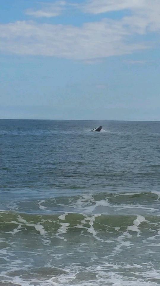 Whale seen off Dewey beach .. photo by Tina McIntosh - delaware-surf ...