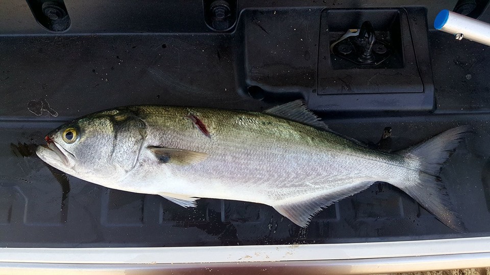 Bluefish caught at Cape Henlopen by Neil Guercio - delaware-surf ...