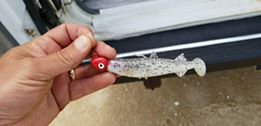 roy rig 1 - delaware-surf-fishing.com