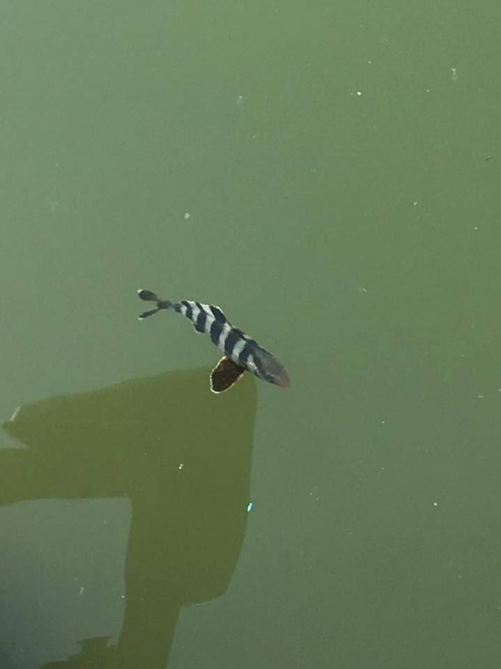 Banded Rudderfish ... Kathleen LaForce ... seen in the Harbor of Safe ...