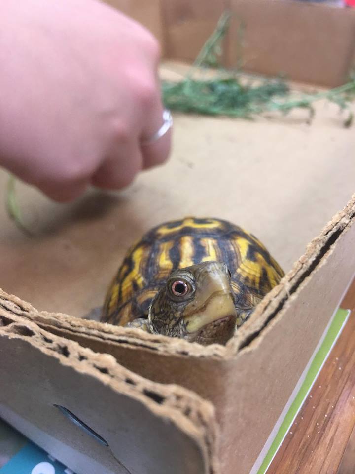 box turtle 1 - delaware-surf-fishing.com