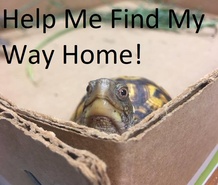 box turtle 2 edit - delaware-surf-fishing.com