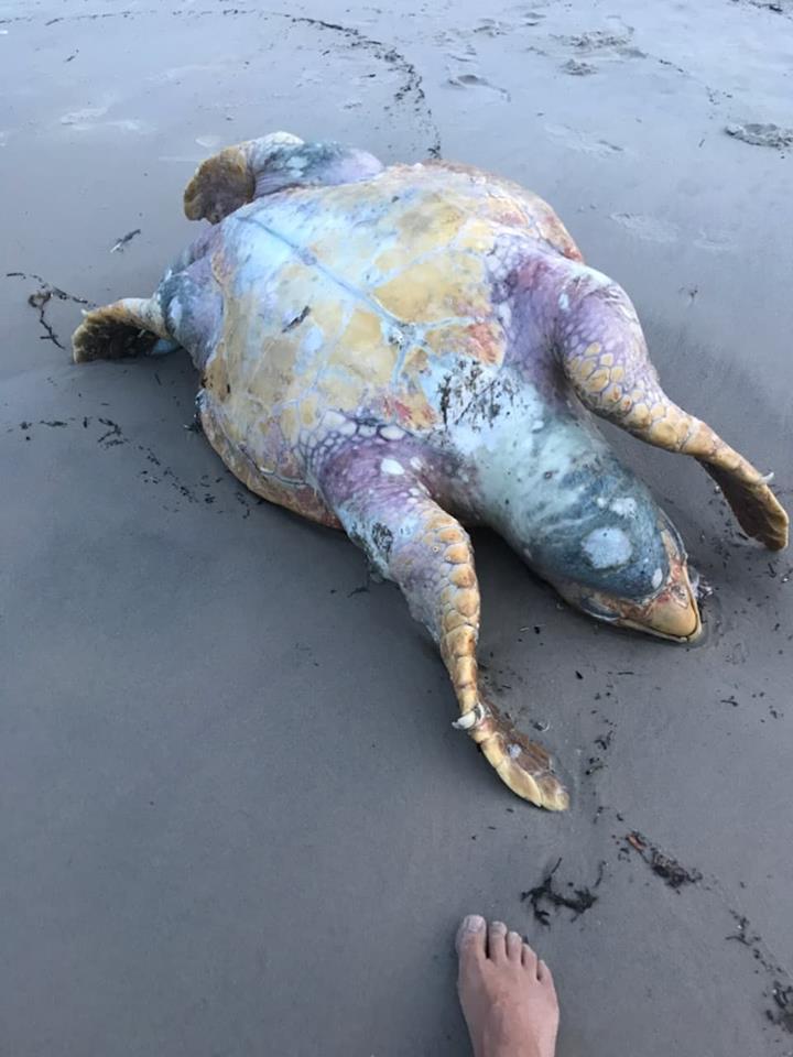 Loggerhead washed up in DSSP ... photo from Lewes McCullough - delaware ...