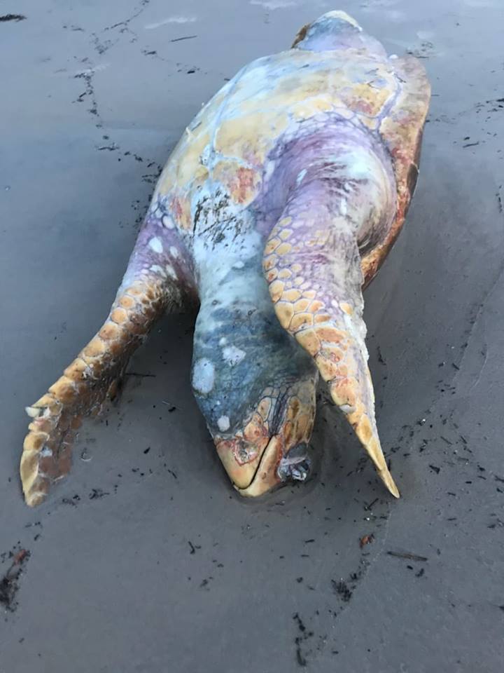 Loggerhead washed up in DSSP ... photo from Lewes McCullough - delaware ...