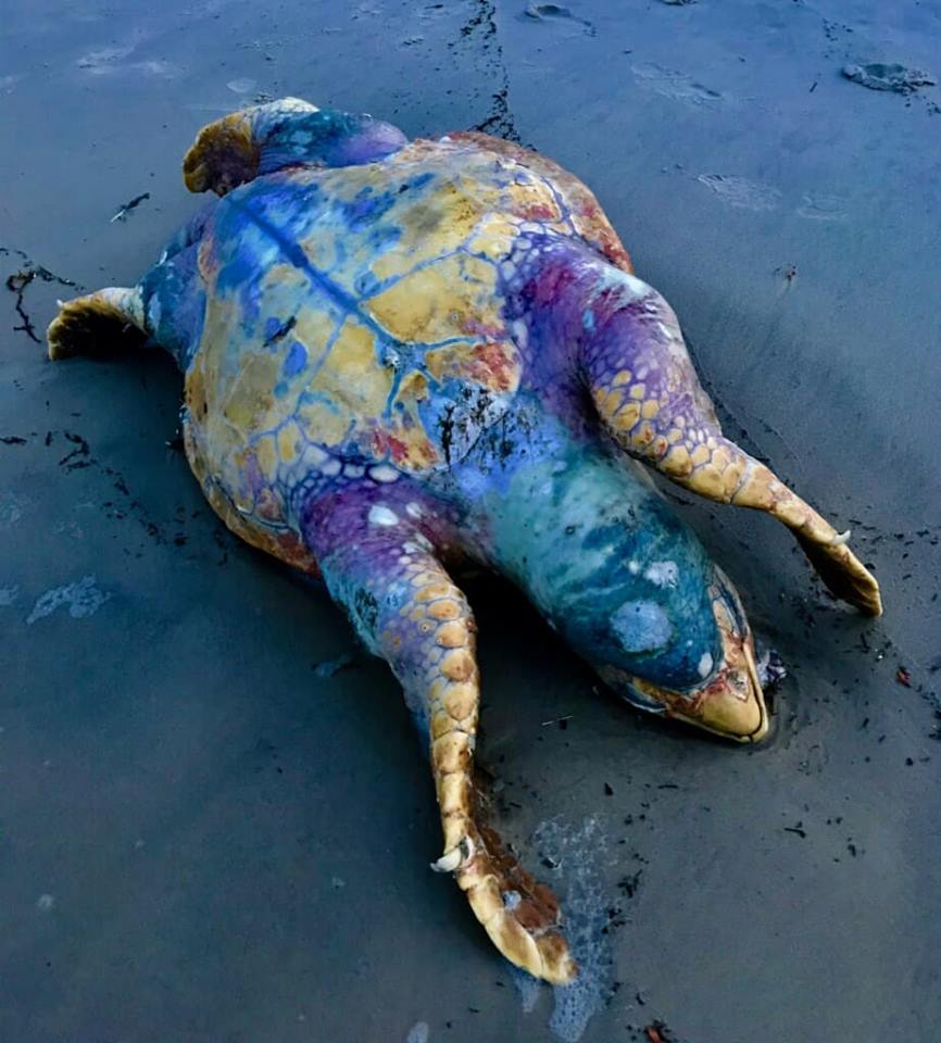 Loggerhead washed up in DSSP ... photo from Lewes McCullough - delaware ...