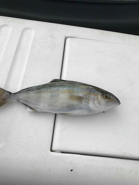 Banded rudderfish have been thick inthe surf. - delaware-surf-fishing.com