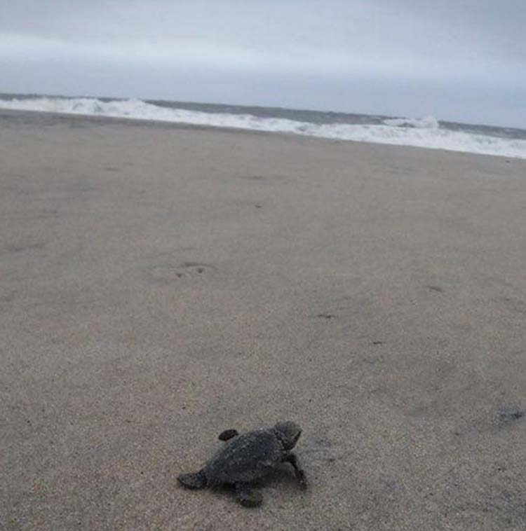 A loggerhead hatchling begins its life at sea from Delaware’s shore ...