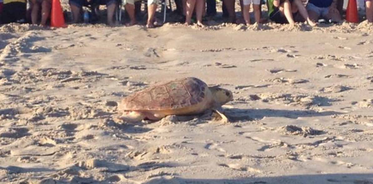 Loggerhead headed back to sea after laying eggs on Fenwick Island ...