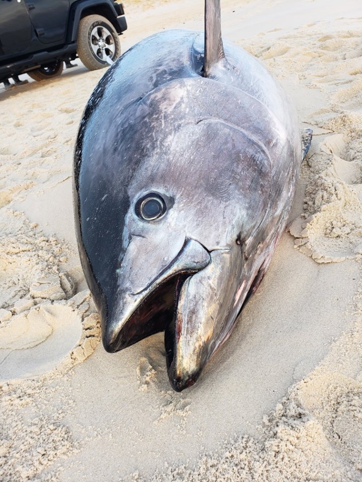 Tuna washed up on beach in New Jersey .. photo by DJ Muller - delaware ...