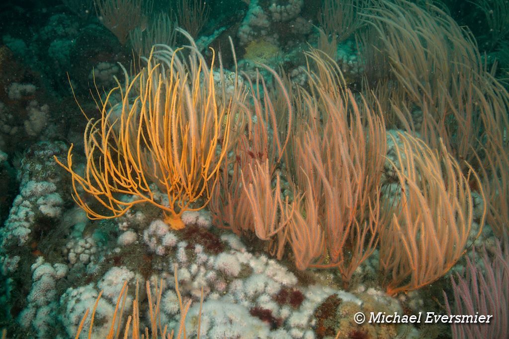 - delaware-surf-fishing.com