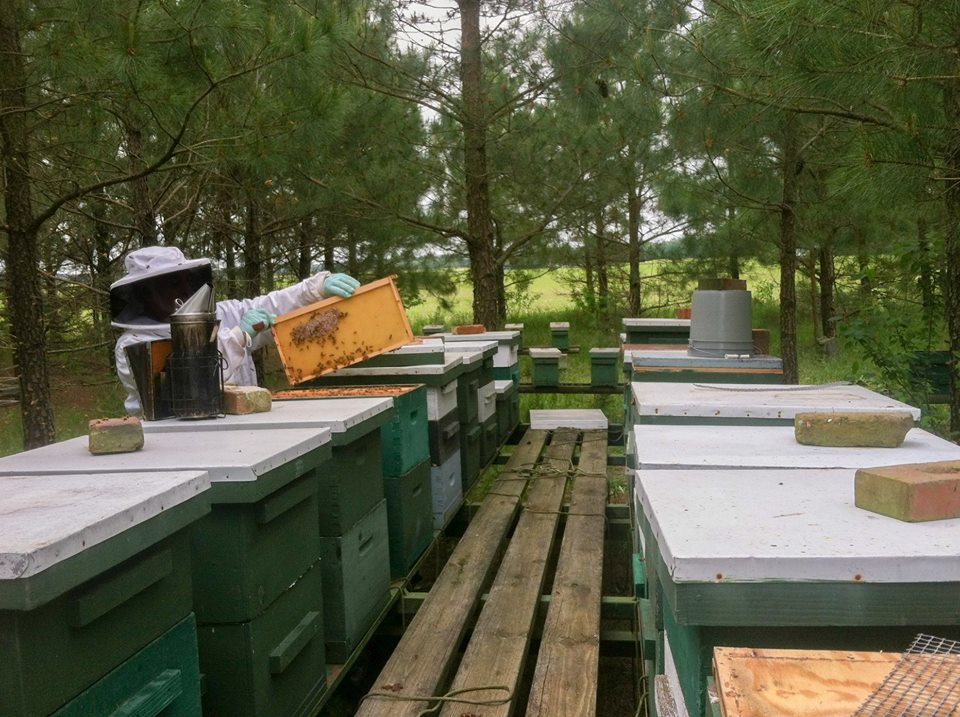 Bee Keeper working their hives .. photo from DDA - delaware-surf ...